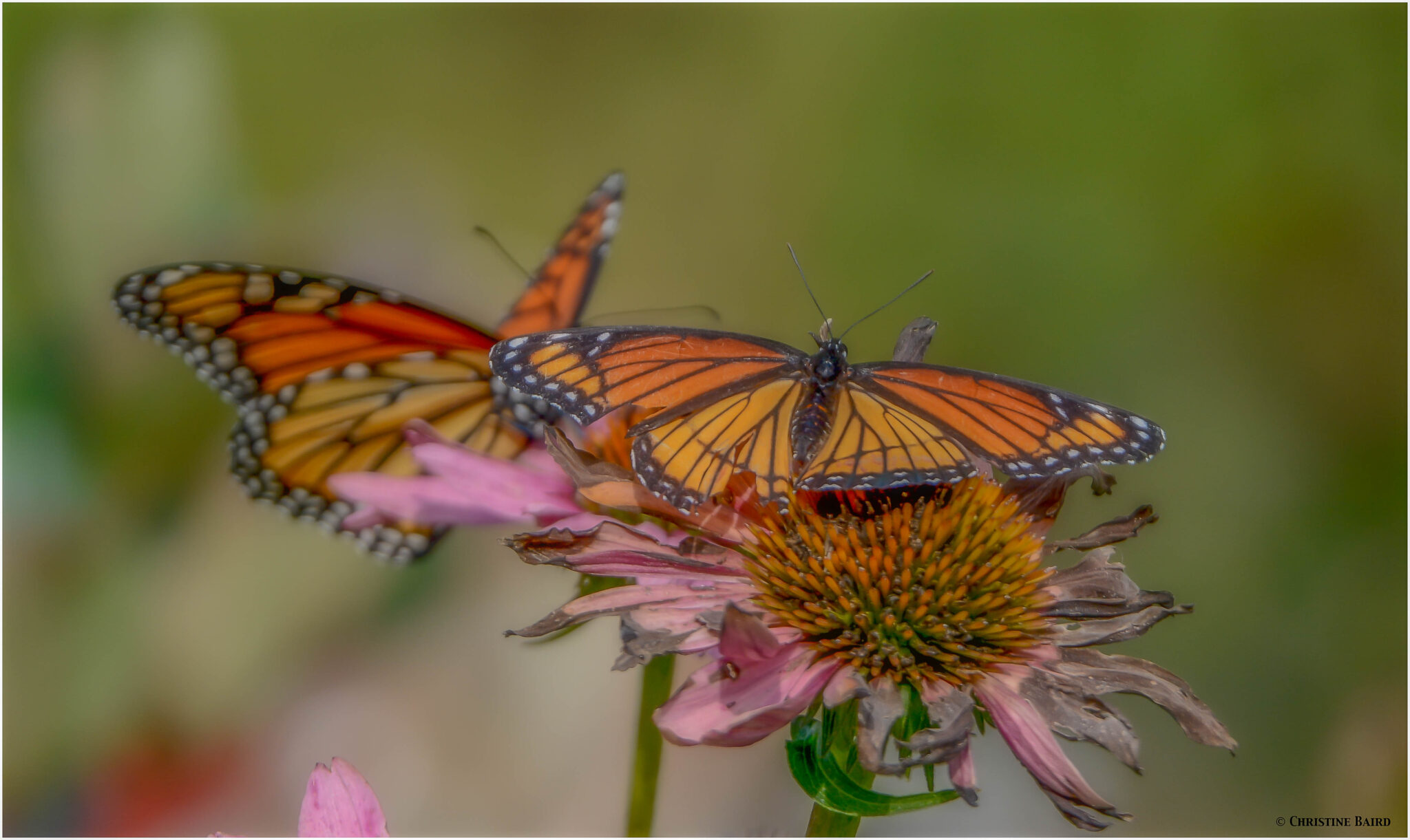 Species of the Month, September 2022: Monarch Butterfly – Long Point ...