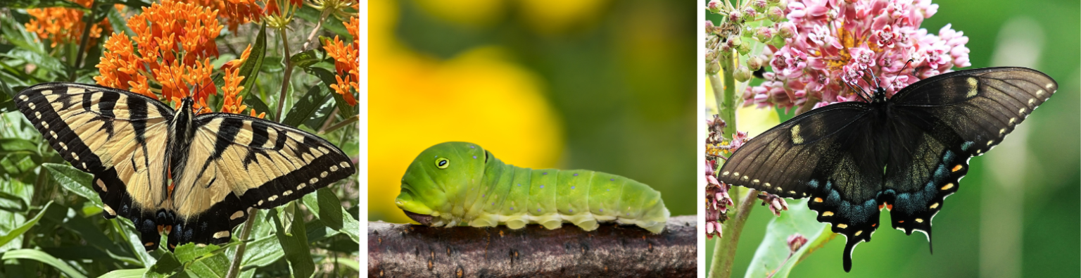 Eastern Tiger Swallowtail – Long Point Basin Land Trust