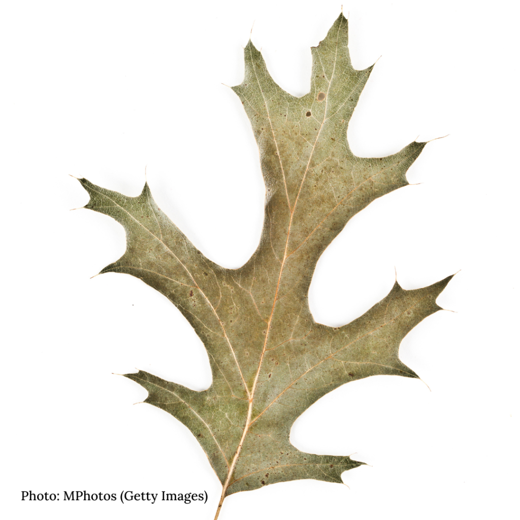 Oak Savanna Restoration – Long Point Basin Land Trust
