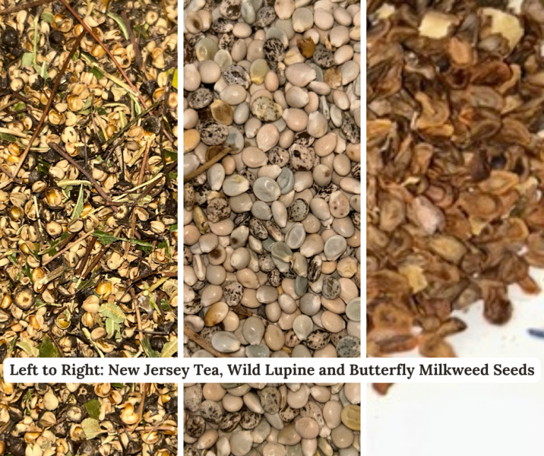 Species of the Month – March 2023 – New Jersey Tea, Wild Lupine and ...