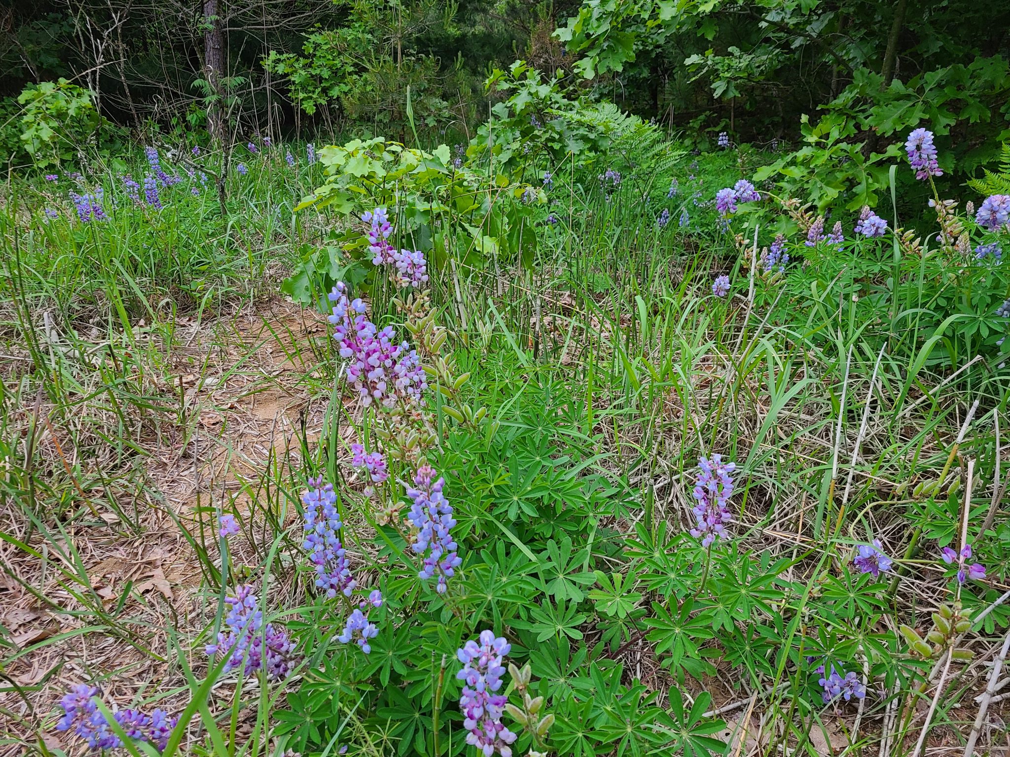 Species of the Month – March 2023 – New Jersey Tea, Wild Lupine and ...