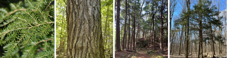Eastern Hemlock – Long Point Basin Land Trust