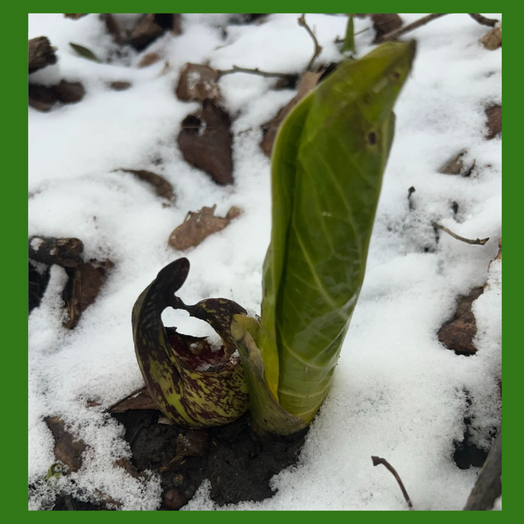 Species of the Month – Skunk Cabbage – March 2024 – Long Point Basin ...