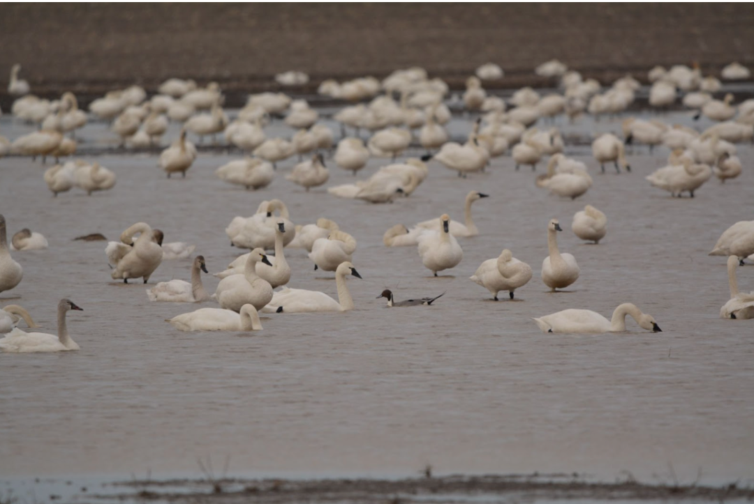 Species of the Month – Tundra Swan – April 2024 – Long Point Basin Land ...