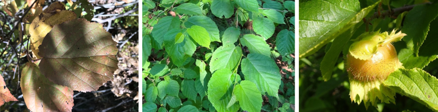 American Hazel – Long Point Basin Land Trust