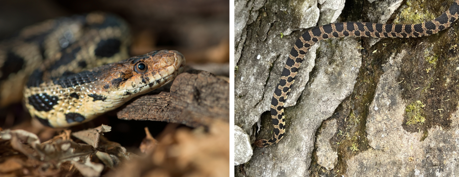 Eastern Foxsnake – Long Point Basin Land Trust