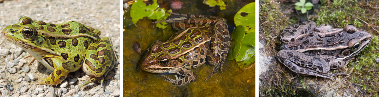 Northern Leopard Frog – Long Point Basin Land Trust