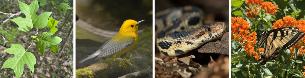 What is the Carolinian Zone? – Long Point Basin Land Trust