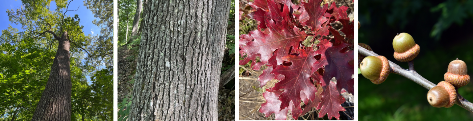Northern Red Oak – Long Point Basin Land Trust