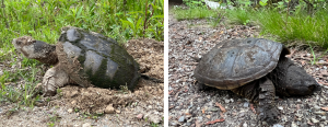 Snapping Turtle – Long Point Basin Land Trust