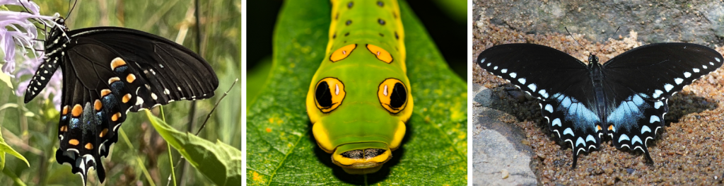 Spicebush Swallowtail – Long Point Basin Land Trust