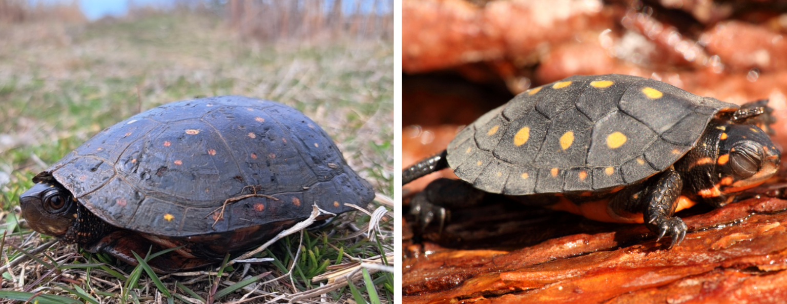Spotted Turtle – Long Point Basin Land Trust