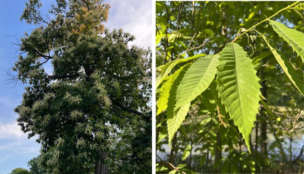 American Chestnut – Long Point Basin Land Trust