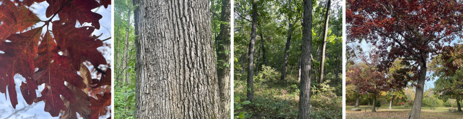 White Oak – Long Point Basin Land Trust