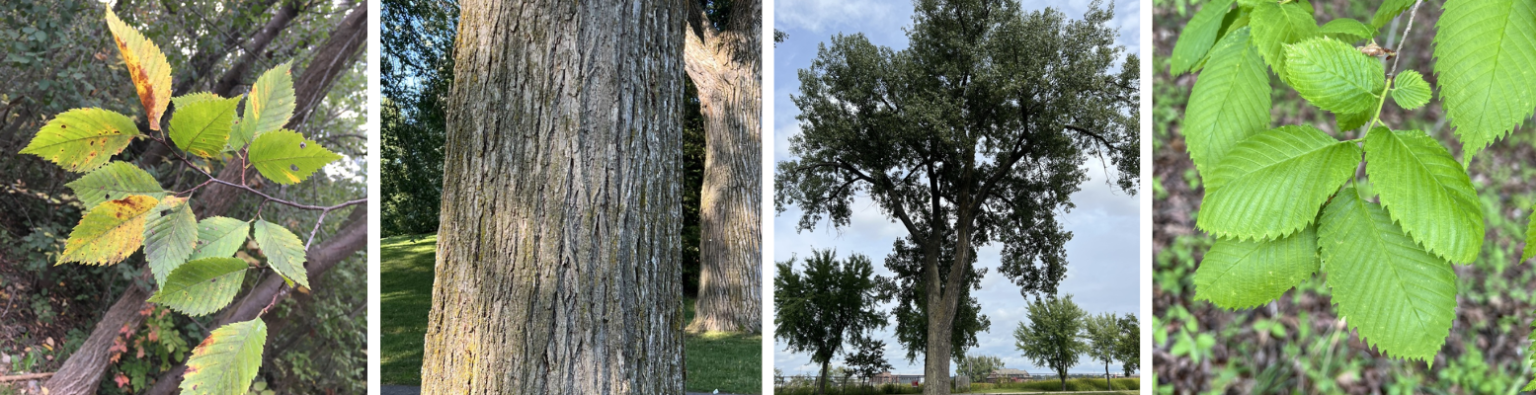 White Elm – Long Point Basin Land Trust