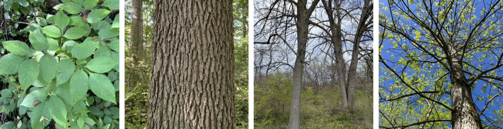 Blue Ash – Long Point Basin Land Trust