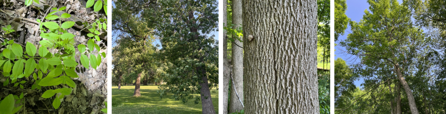 Green Ash – Long Point Basin Land Trust