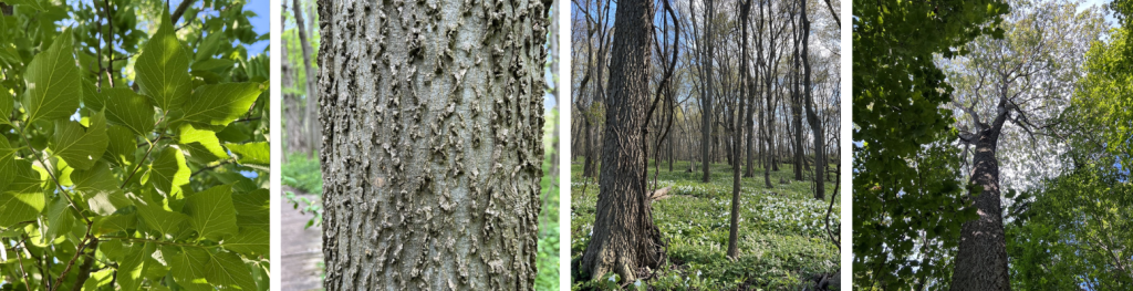 Hackberry – Long Point Basin Land Trust