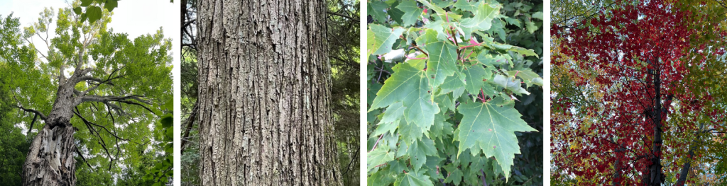 Red Maple – Long Point Basin Land Trust