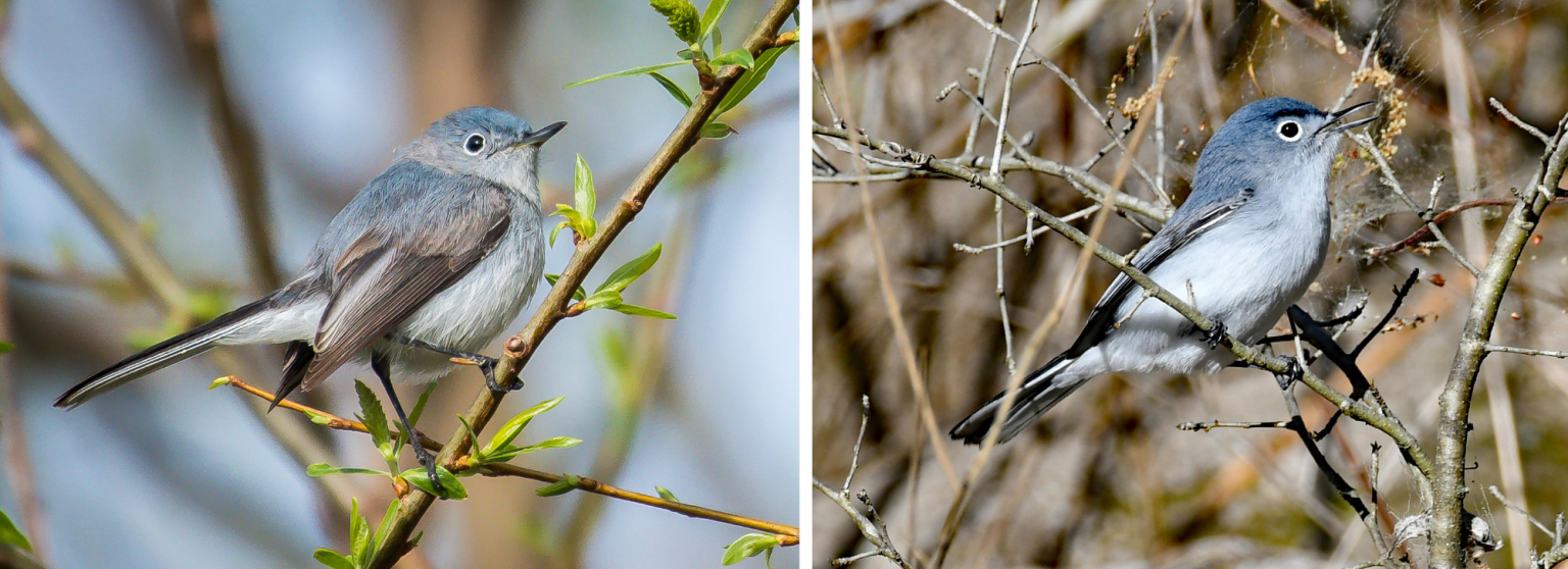 Blue-Grey Gnatcatcher – Long Point Basin Land Trust