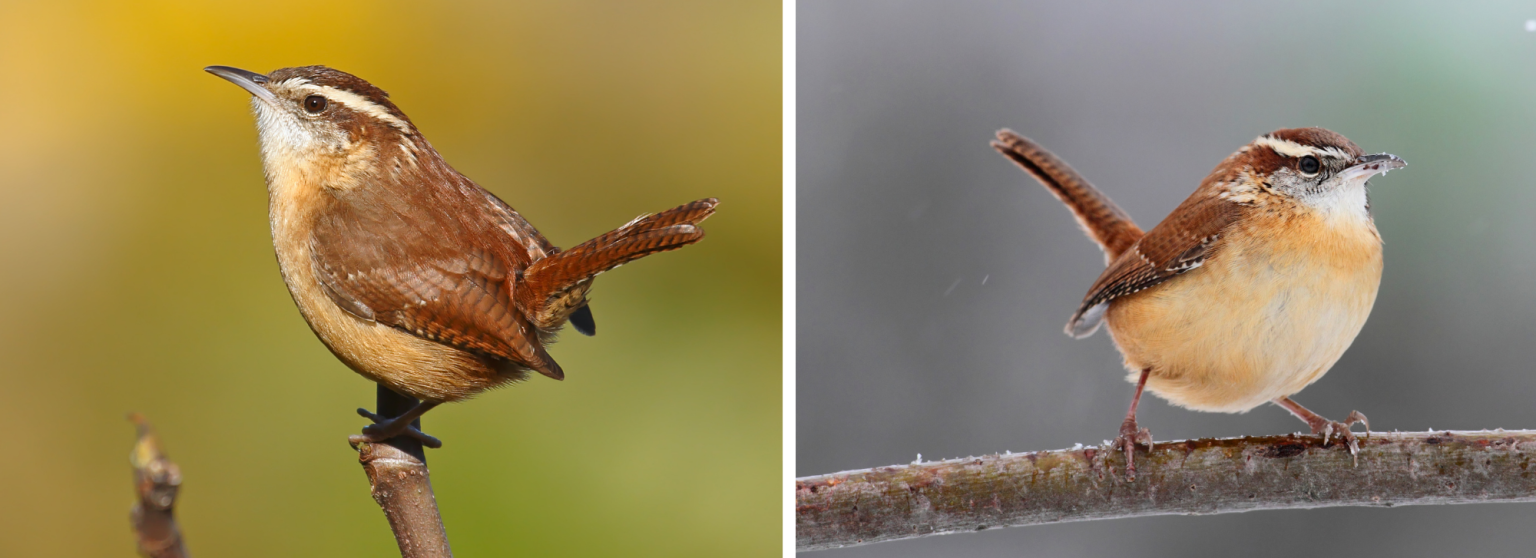 Carolina Wren – Long Point Basin Land Trust