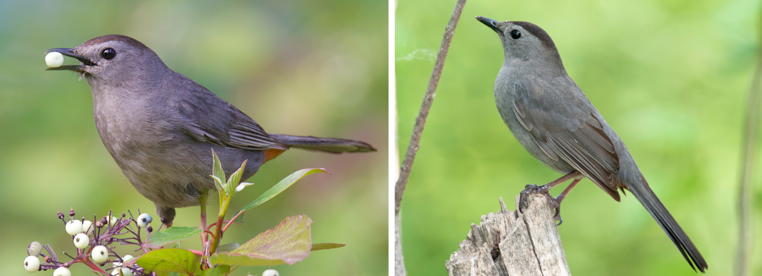 Grey Catbird – Long Point Basin Land Trust