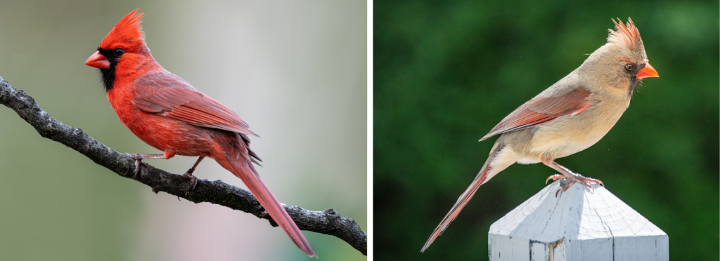 Northern Cardinal – Long Point Basin Land Trust